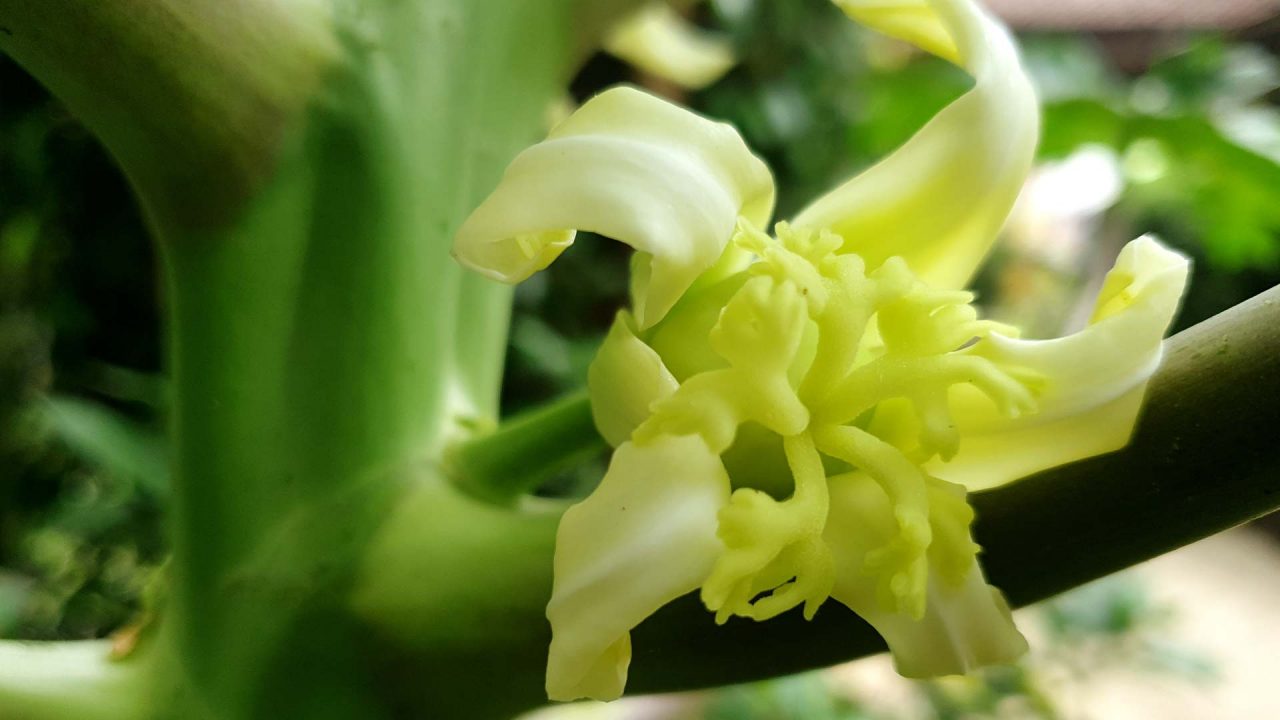 El cultivo de la papaya en Canarias | Agroingenia Canarias